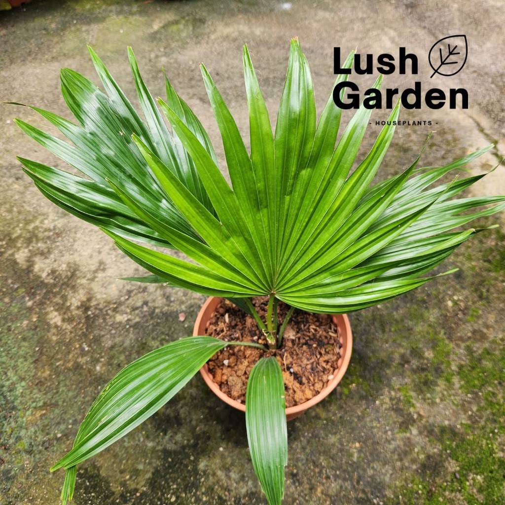 Fan Palm / Licuala Grandis / Pokok Kipas 圆叶刺轴榈 150mm Pot Outdoor Live ...