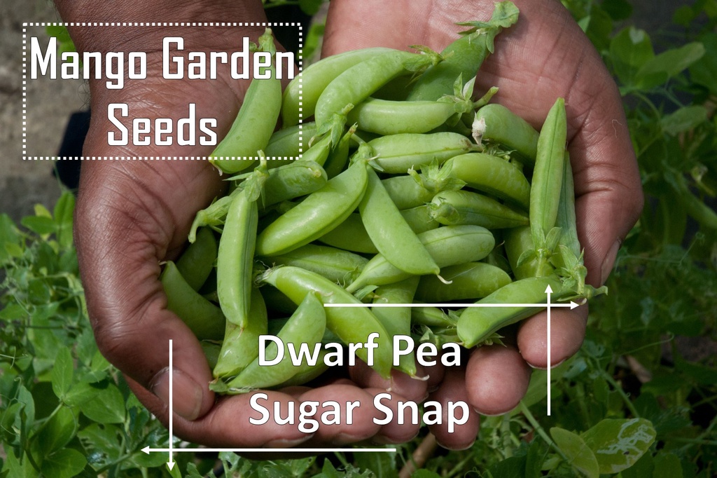 DWARF Sugar Snap Sweet Pea - 30 Seed *Pot Friendly* 40cm-50cm Height ...