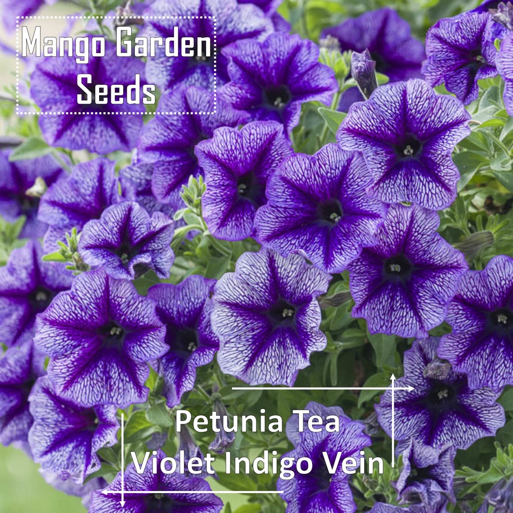 Petunia Tea Violet Indigo Vein Seeds - 20 Seed *Pot Friendly *Pot ...