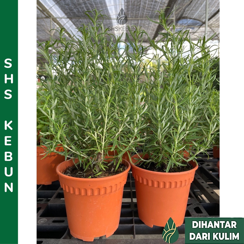 Rosemary Plant Pokok Rosmari Herbs Pokok Outdoor Rosmarinus officinalis ...
