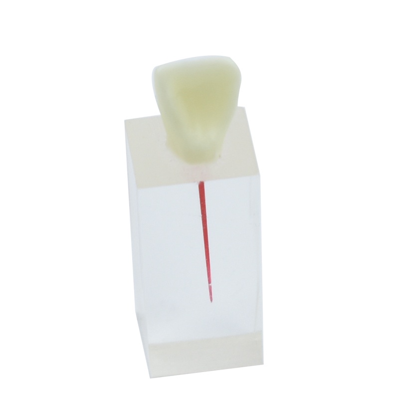 【ddydental】Dental Endo Training Block Tooth Endodontics Root Canal ...