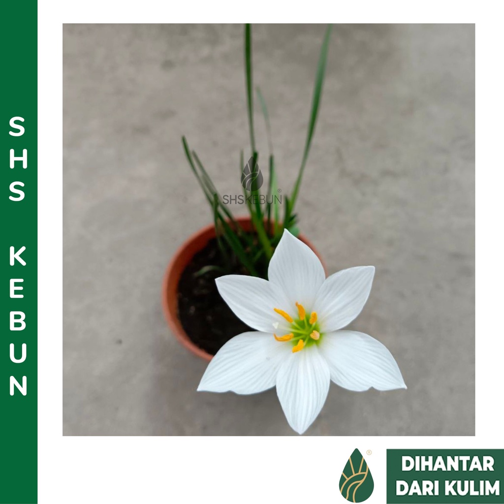 Pokok Rain Lily Pokok Bunga Rain Lily Pokok Hiasan Ornamental Plants ...