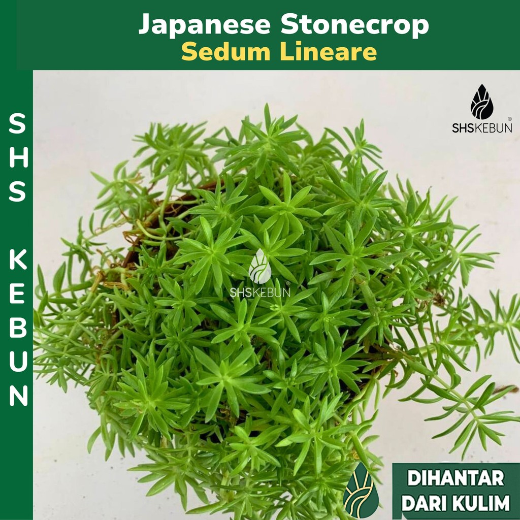 Pokok Sedum Lineare 105mm Japanese Stonecrop Live Plant SHS Kebun ...