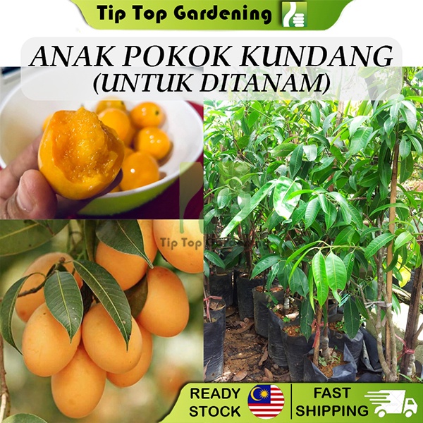 Anak Pokok Kundang Untuk Ditanam Pokok Hidup Real Live Plant Mango Plum ...