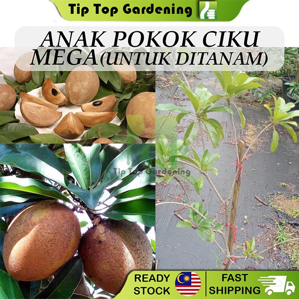 Anak Pokok Ciku Mega Untuk Ditanam Pokok Hidup Real Live Plant ...