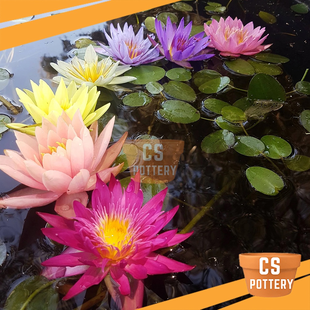 Real Live Plant Hardy Water Lily Multipetals Waterlily (Without Pot ...