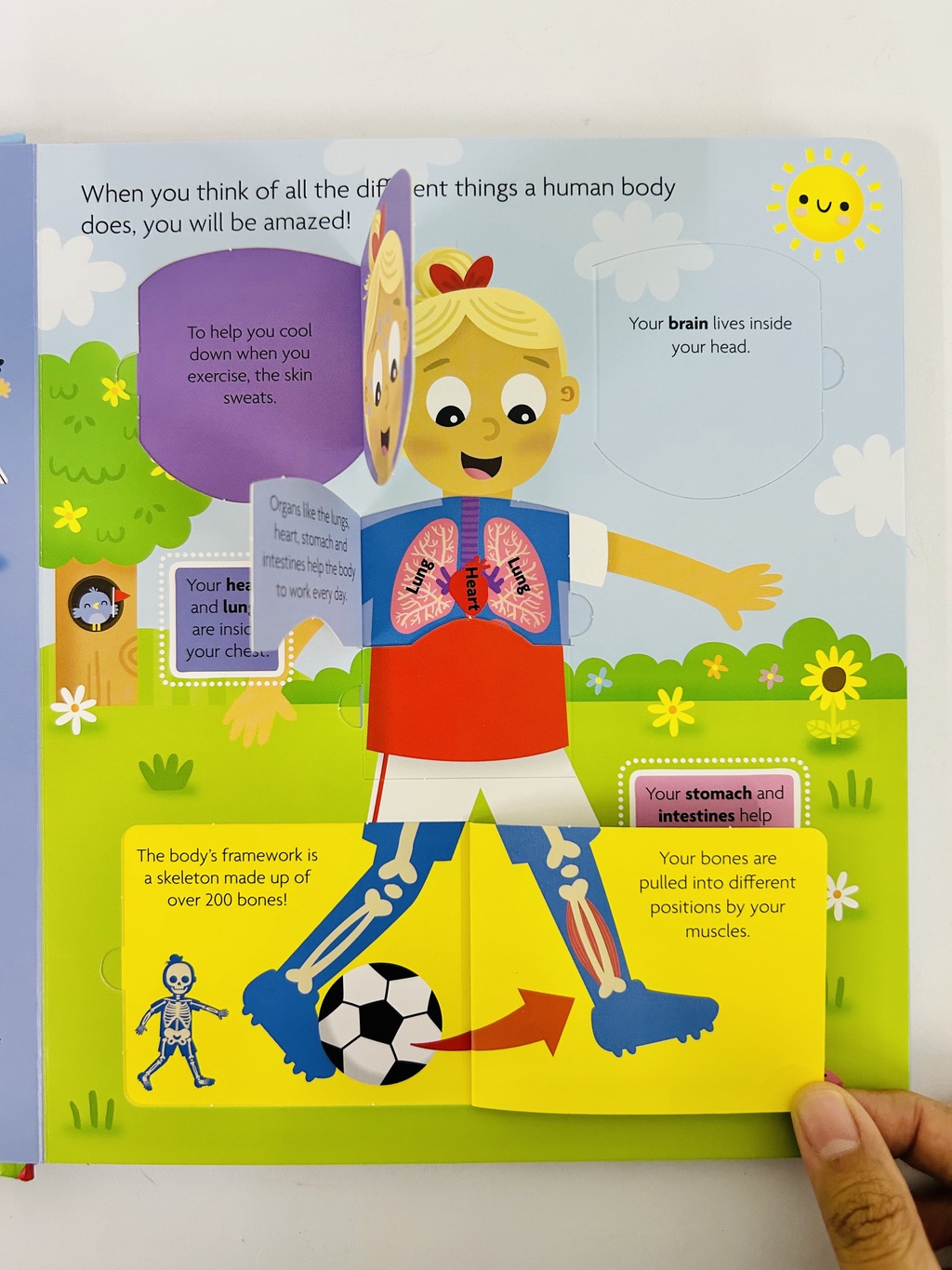 Lift The Flaps Board Book For Kids To Learn About Human Body With 50 ...
