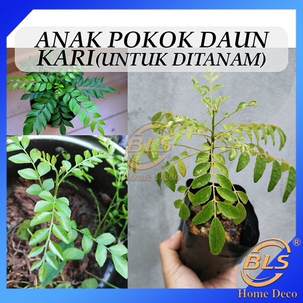Anak Pokok Daun Kari Untuk Ditanam Pokok Hidup Real Live Plant Curry ...