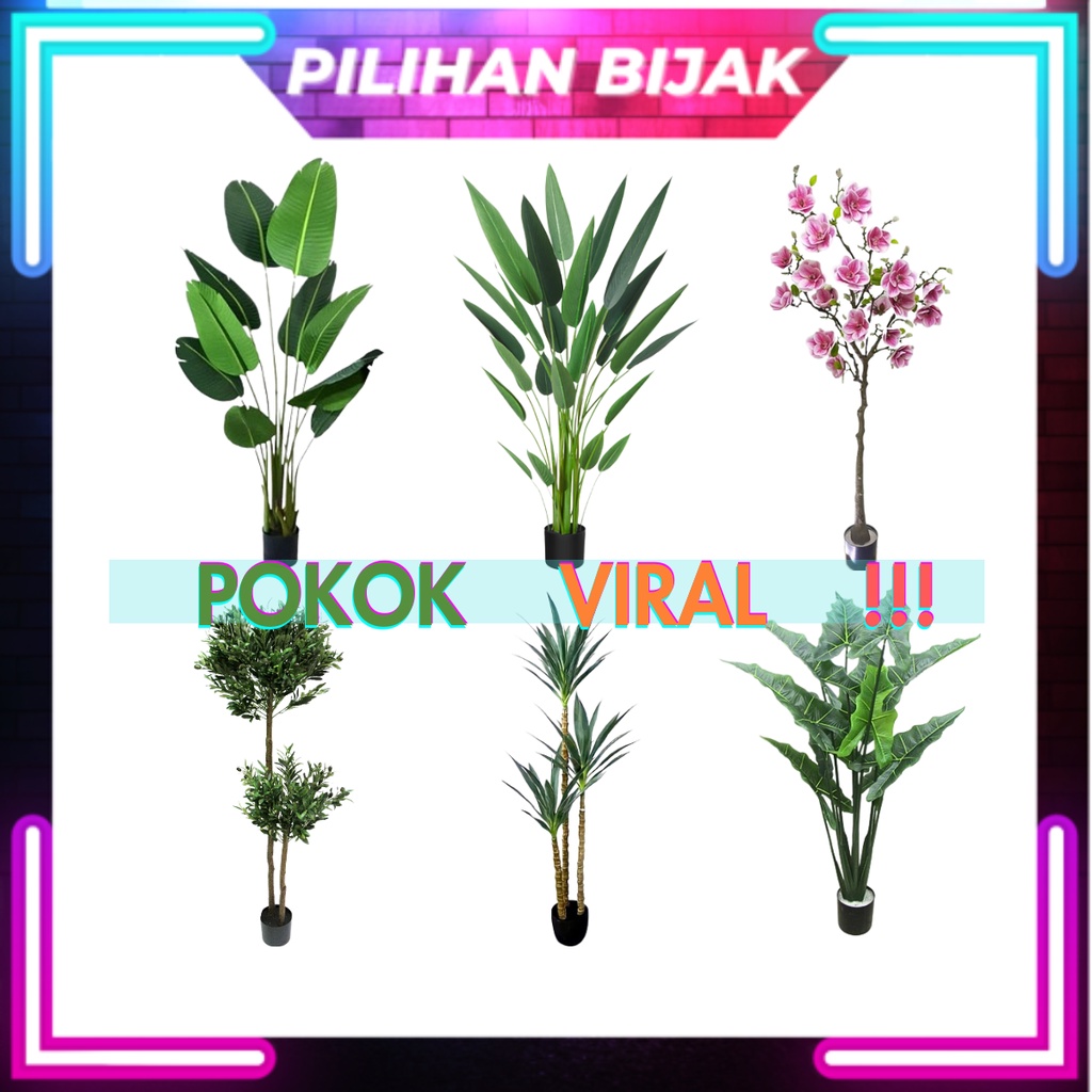 Pokok Viral Premium Skybird Banana Pokok Hiasan Pokok Skybird ...