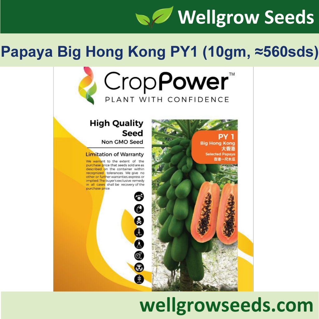 Fruit Seeds : Papaya Big Hong Kong PY1 (10gm, ≈560sds) 大香港木瓜 Biji Benih ...