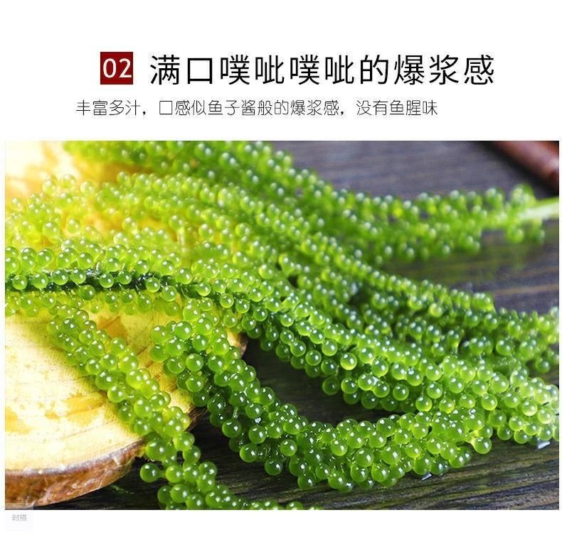 ZEJUN Salted Sea Grape 100g Kelp Shredded Fresh Instant Seaweed ...