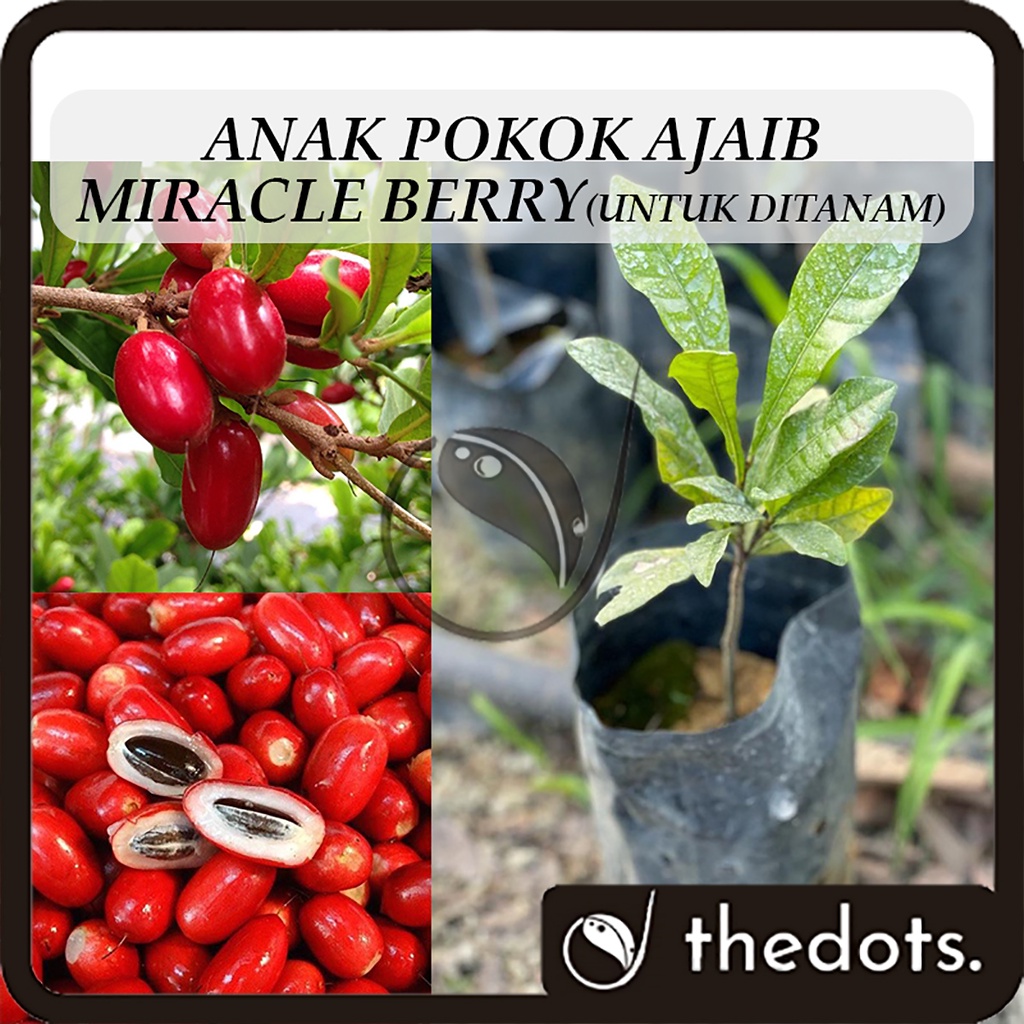Anak Pokok Ajaib Miracle Berry Untuk Ditanam Pokok Hidup Real Live Plant Miracle Fruit Tree 神秘果 ...