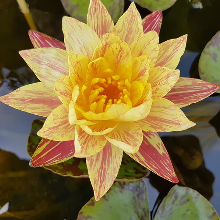Real Live Plant Hardy Water Lily Multipetals Waterlily (Without Pot ...