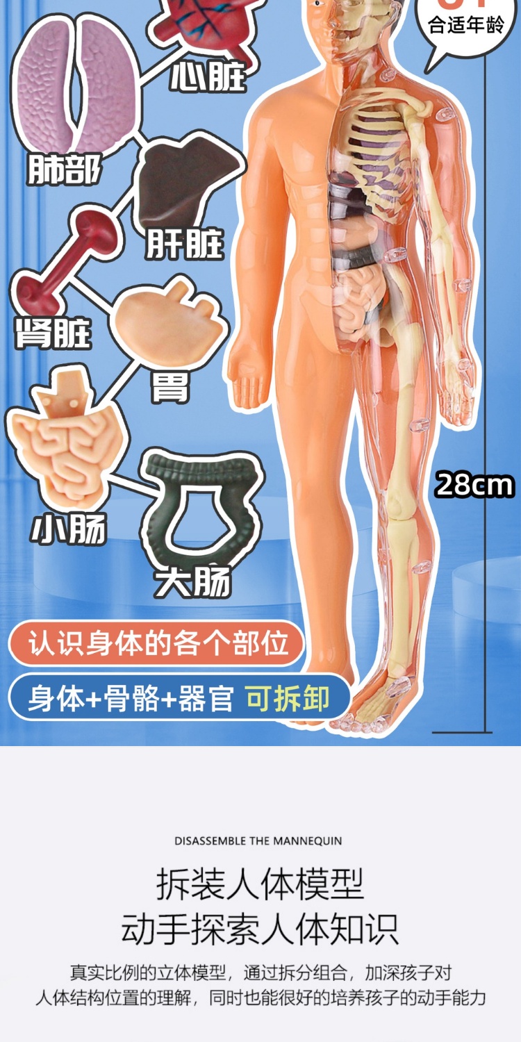 Biological Human Body Structure Skeleton Model Organ Anatomy 3D Medical ...