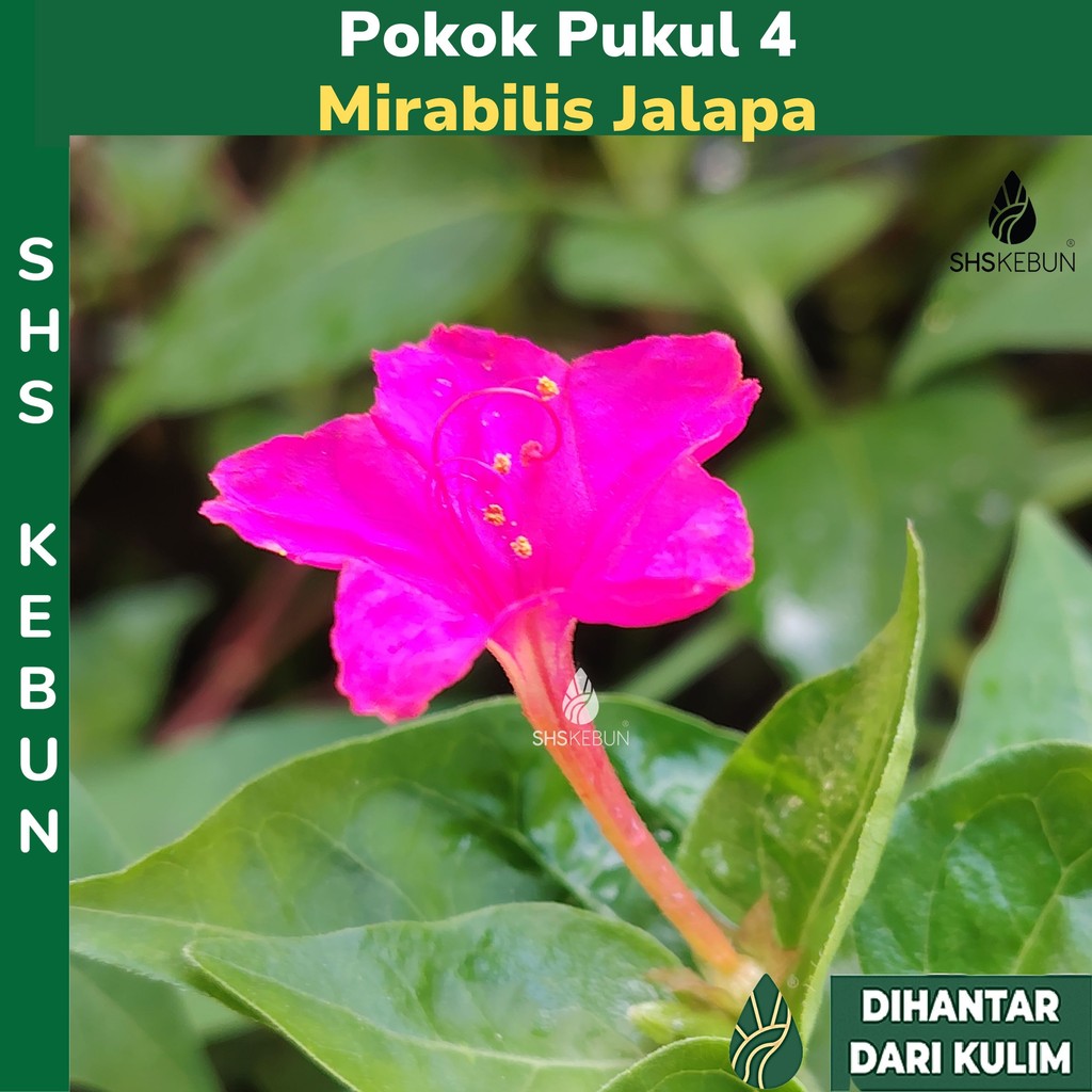 Four o'clock Flower Live Plant Pokok Bunga Pukul Empat Pink Marvel of ...