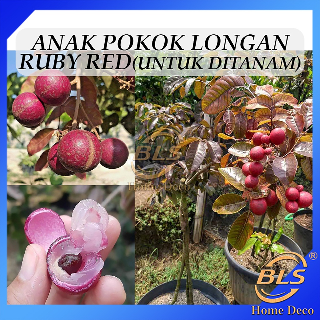 Anak Pokok Longan Ruby Red Untuk Ditanam Pokok Hidup Real Live Plant ...