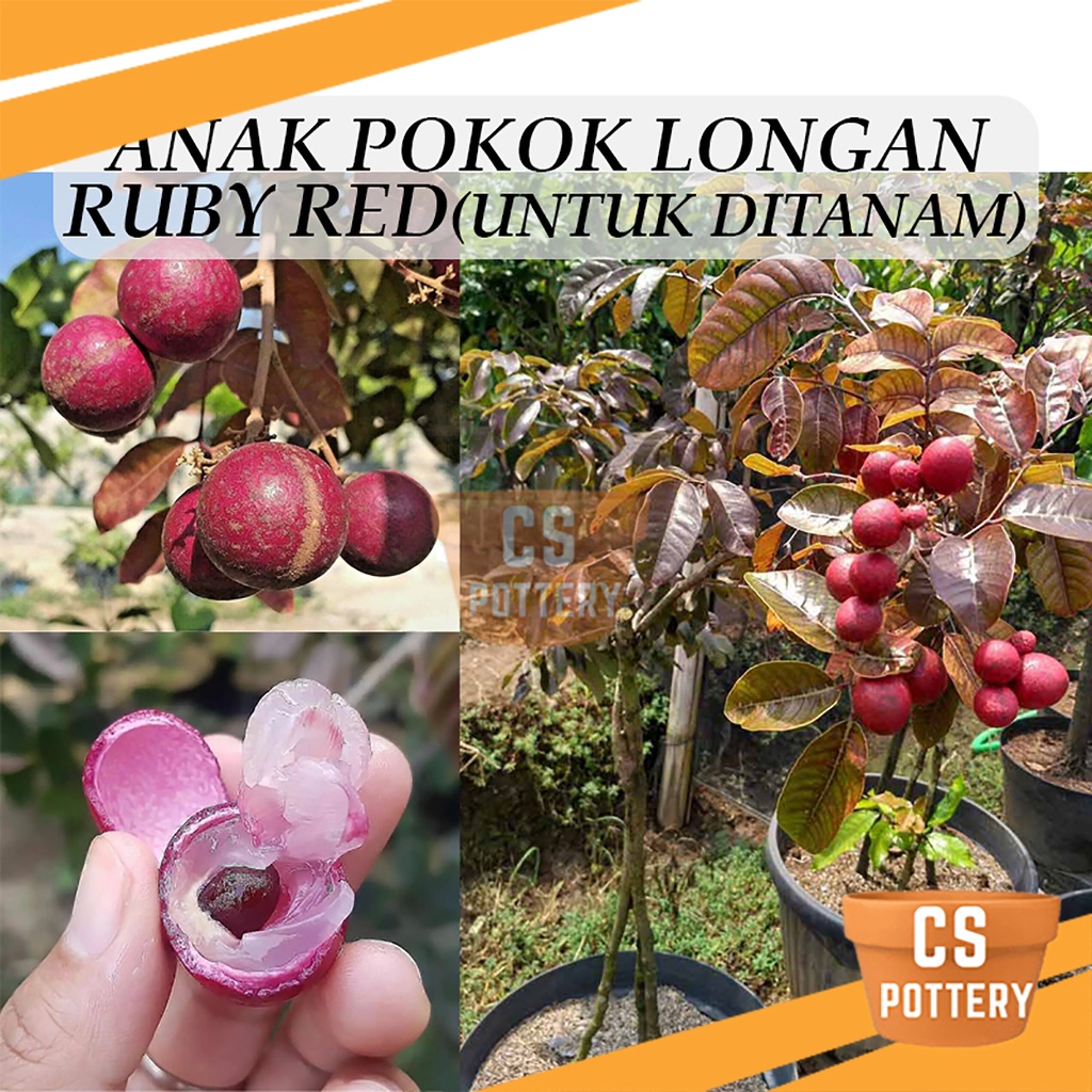 Anak Pokok Longan Ruby Red Untuk Ditanam Pokok Hidup Real Live Plant ...