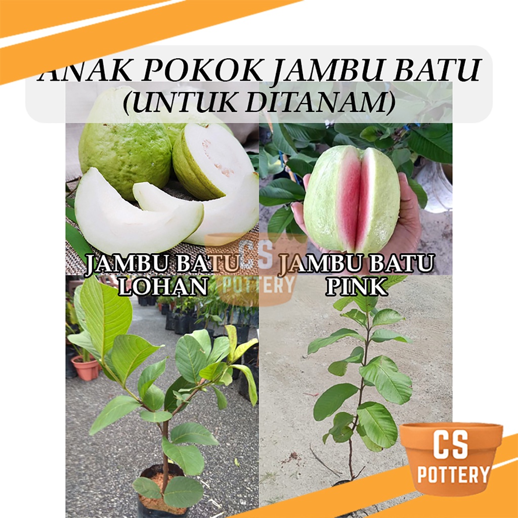 Anak Pokok Jambu Batu Lohan / Jambu Batu Pink Untuk Ditanam Pokok Hidup ...
