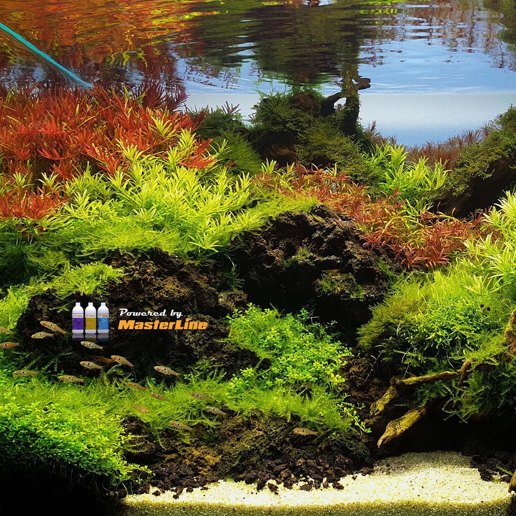 Masterline All in One Fertilizer Root Caps Carbo | root tabs aquarium ...