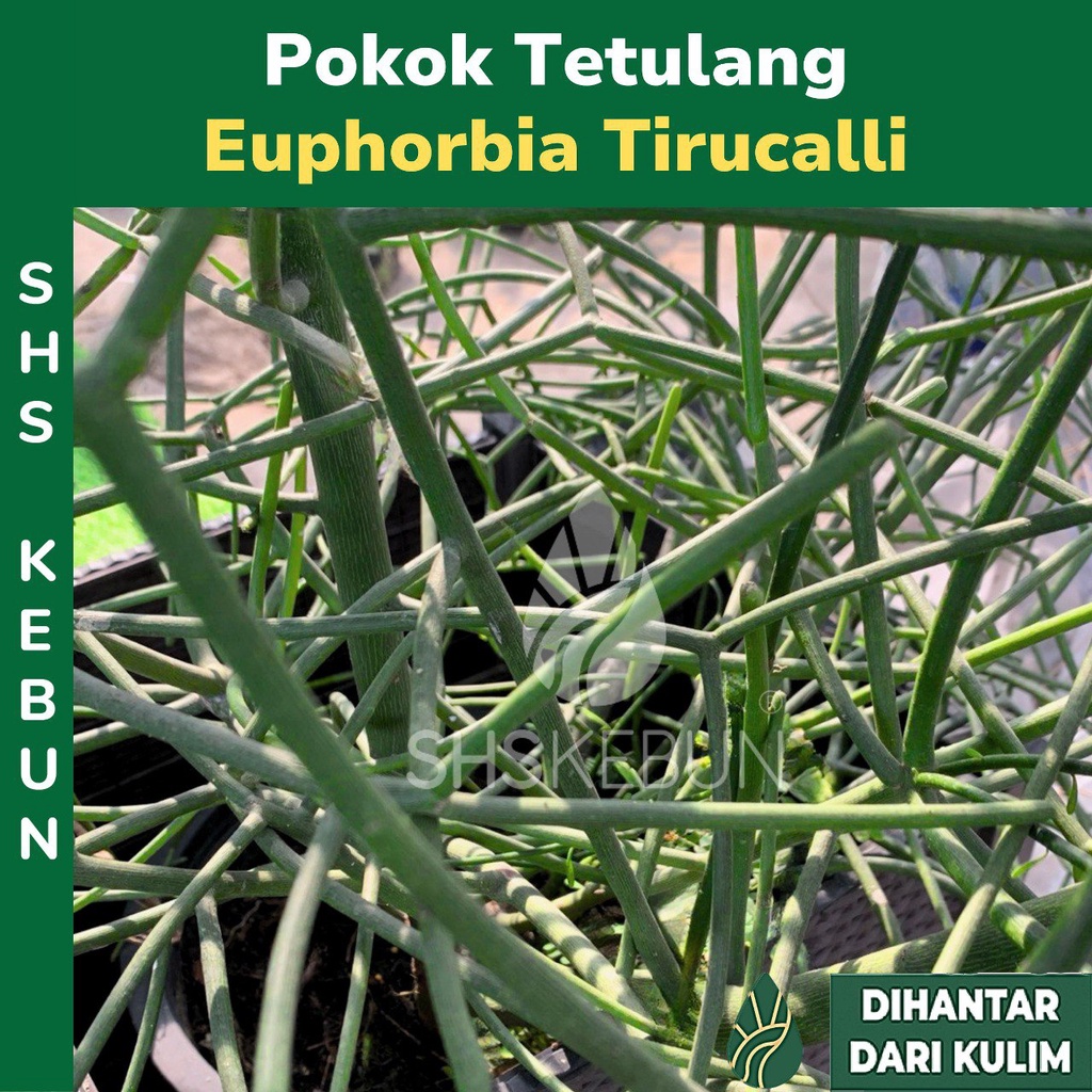 Pokok Tetulang Pokok Patah Tulang Pencil Cactus Euphorbia Tirucalli ...