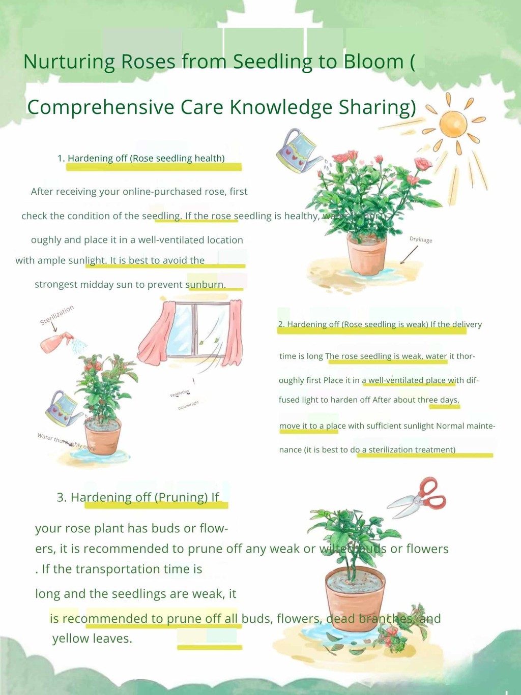 pokok bunga ros/roses/玫瑰花/月季Rose Flower pokok | Shopee Malaysia