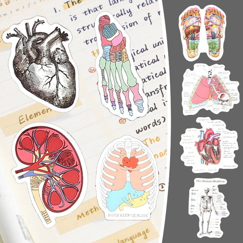 53Pcs Cartoon Human Organ Medical Anatomy Stickers - DIY Scrapbook Toy ...