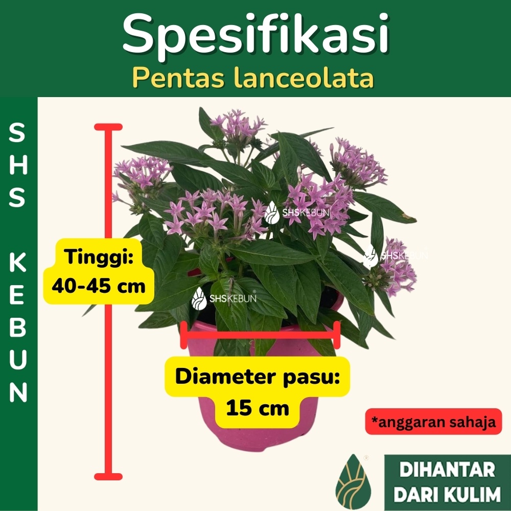 Pentas Lanceolata Egyptian Star Cluster Pokok Bunga Bintang Mesir 五星花 ...