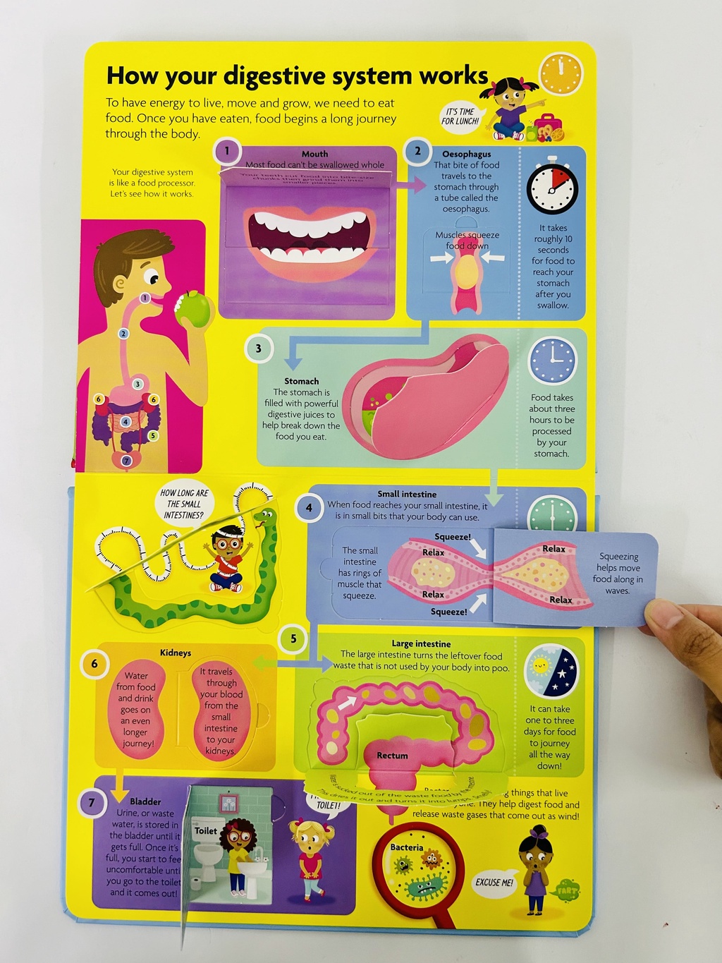 Lift The Flaps Board Book For Kids To Learn About Human Body With 50 ...