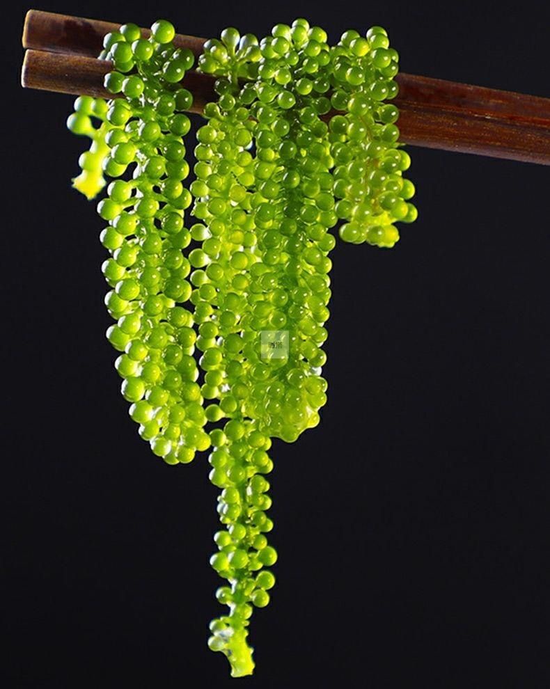 ZEJUN Salted Sea Grape 100g Kelp Shredded Fresh Instant Seaweed ...