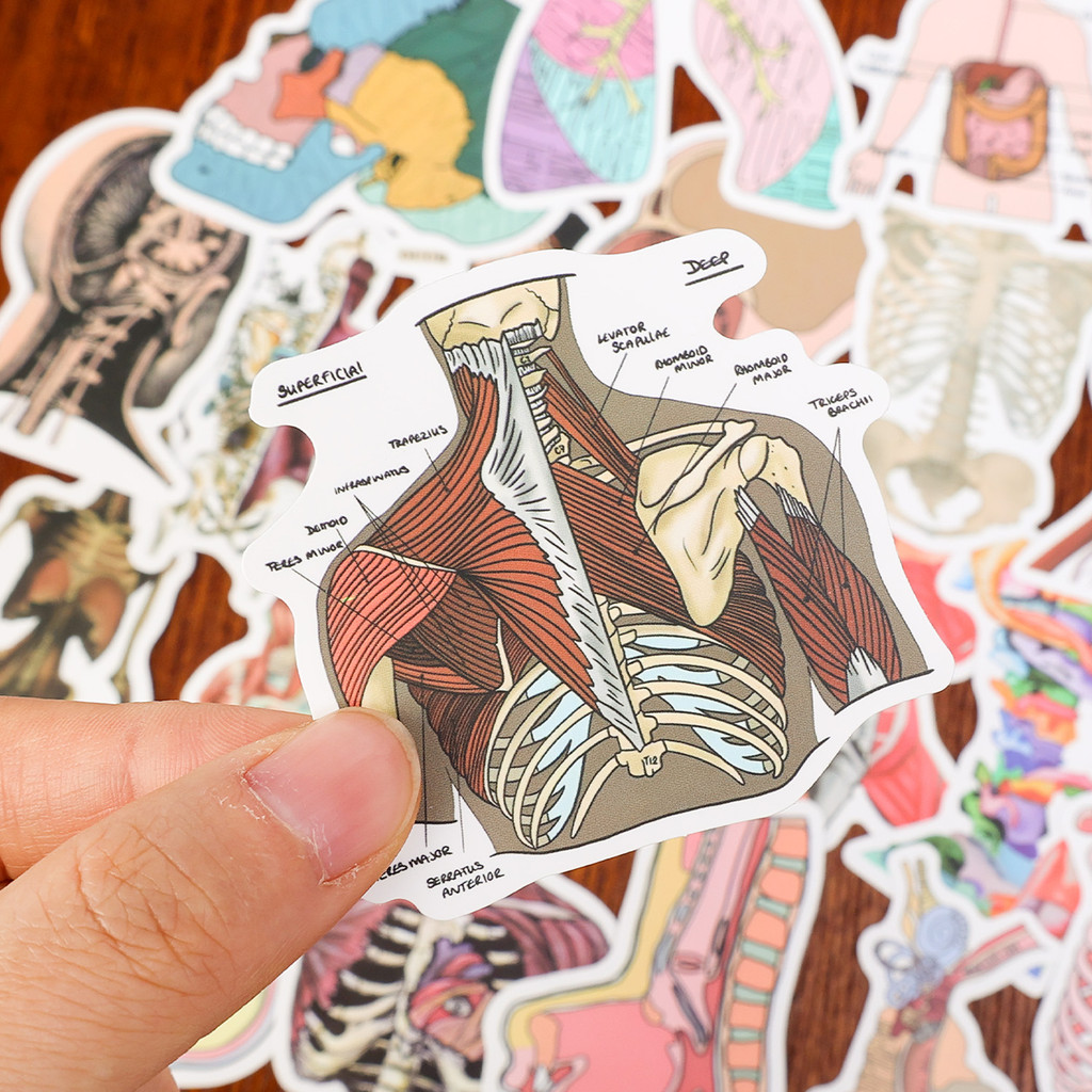 50Pcs Retro Scientific Human Anatomy Stickers - Heart Skull Medical ...