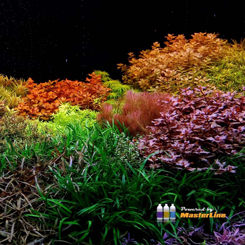 Masterline All in One Fertilizer Root Caps Carbo | root tabs aquarium ...