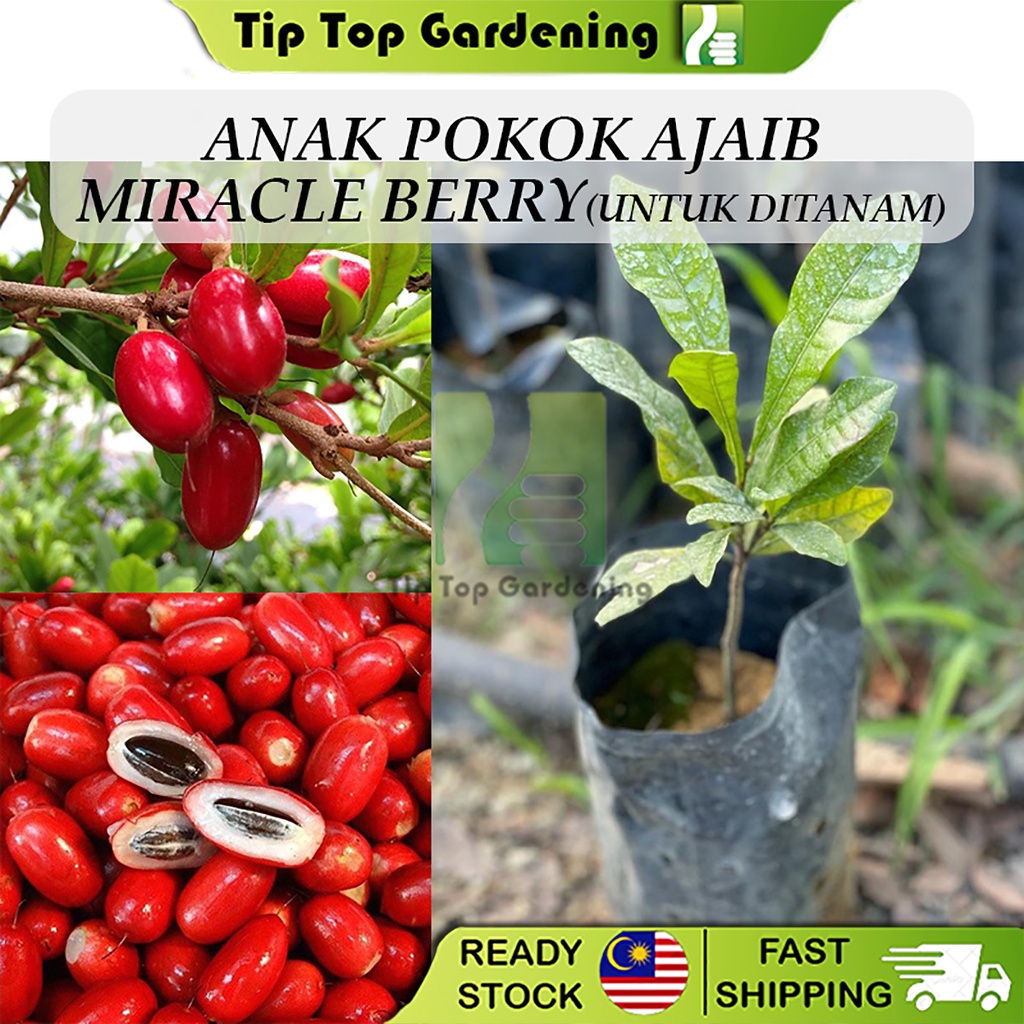 Anak Pokok Ajaib Miracle Berry Untuk Ditanam Pokok Hidup Real Live ...