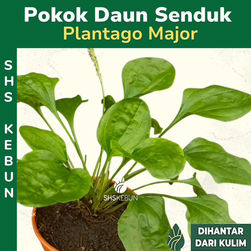 Pokok Daun Senduk Herba Plantago Major Herbal Plant Outdoor Live Plants ...