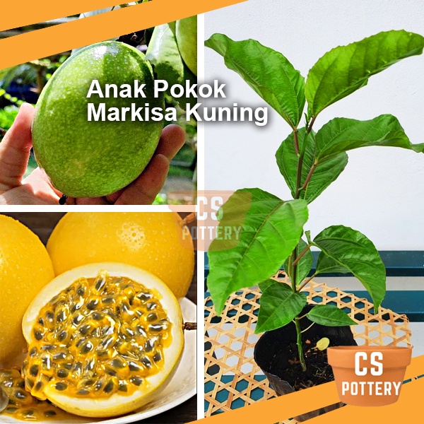 Anak Pokok Markisa Kuning Pokok Buah Hidup Golden Yellow Passion Fruit ...