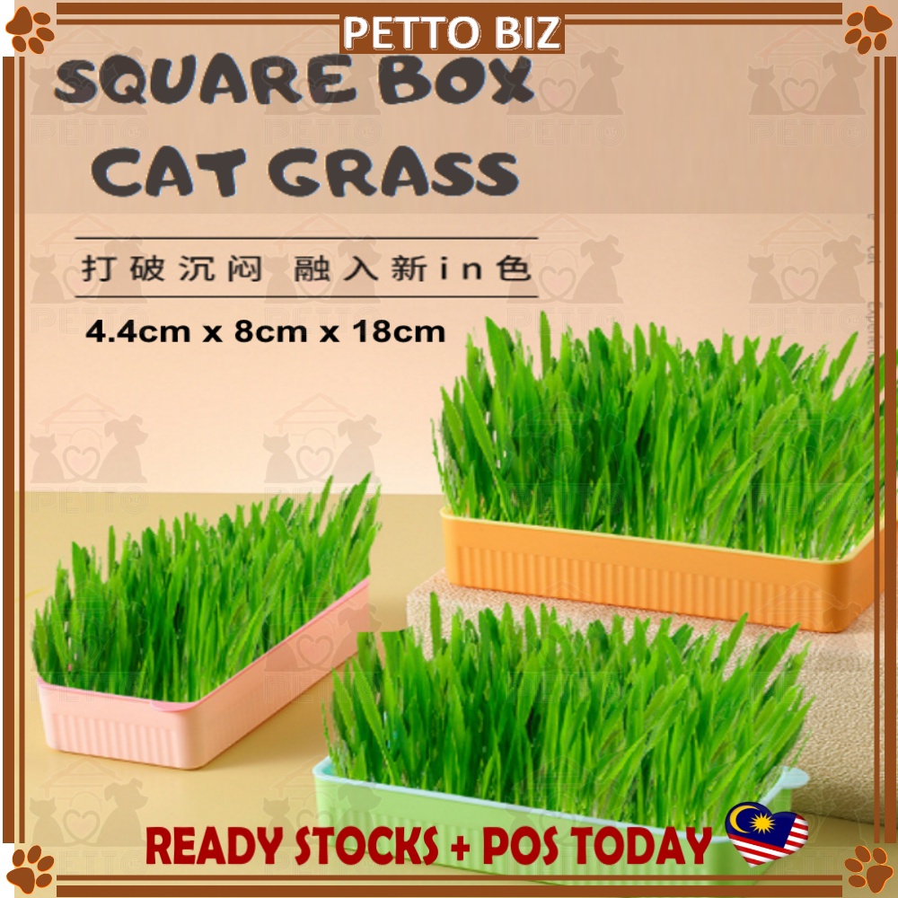 Cat Grass Self Grow with Square BOX Natural Pure Healthy Stomach Pet ...