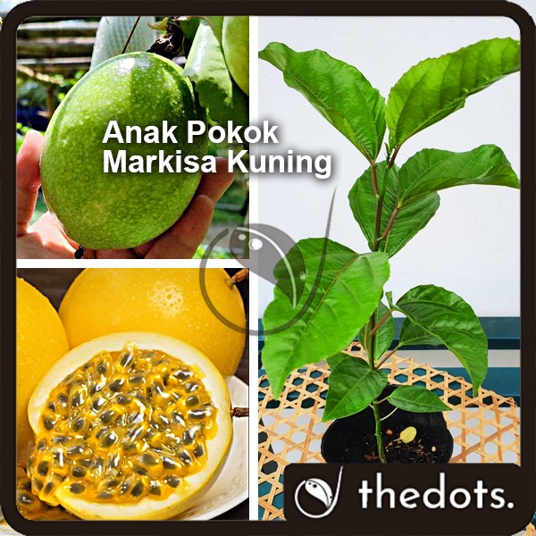 Anak Pokok Markisa Kuning Pokok Buah Hidup Golden Yellow Passion Fruit ...