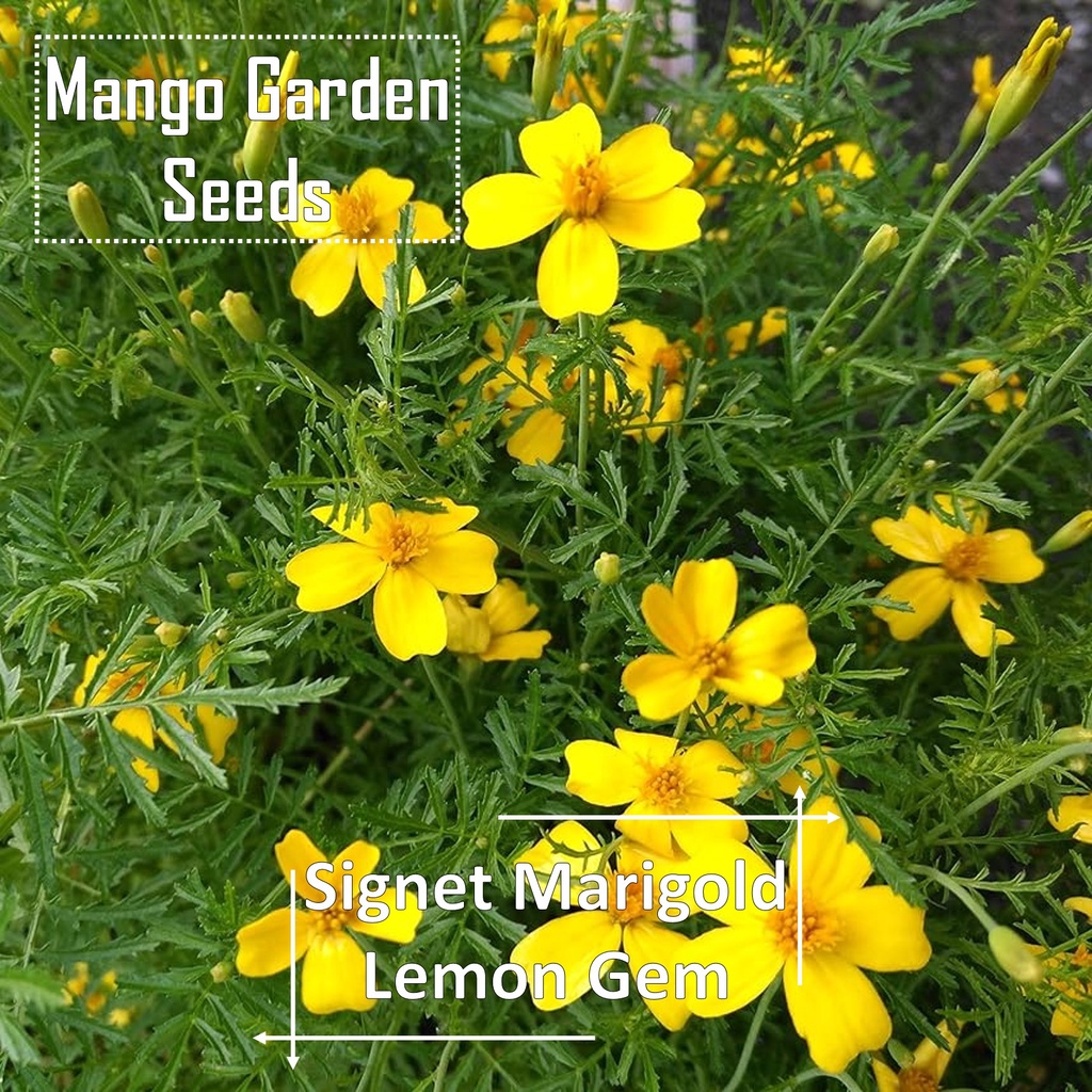 *Edible* Lemon Gem Signet Marigold Seeds - 50 Seed *Pot Friendly* Tanam ...