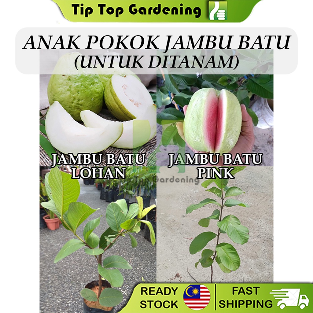 Anak Pokok Jambu Batu Lohan / Jambu Batu Pink Untuk Ditanam Pokok Hidup ...