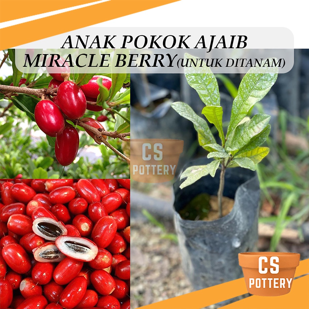 Anak Pokok Ajaib Miracle Berry Untuk Ditanam Pokok Hidup Real Live ...