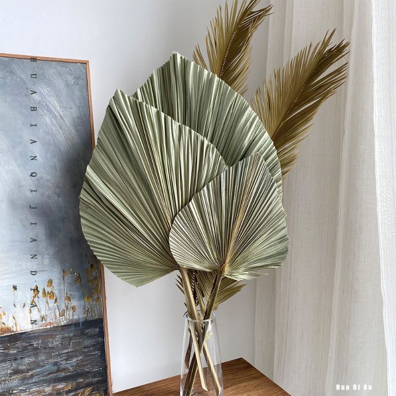 Daun Kipas Palma Kering Bunga Kering Hiasan Pelamin | Dry Leaves Pampas ...