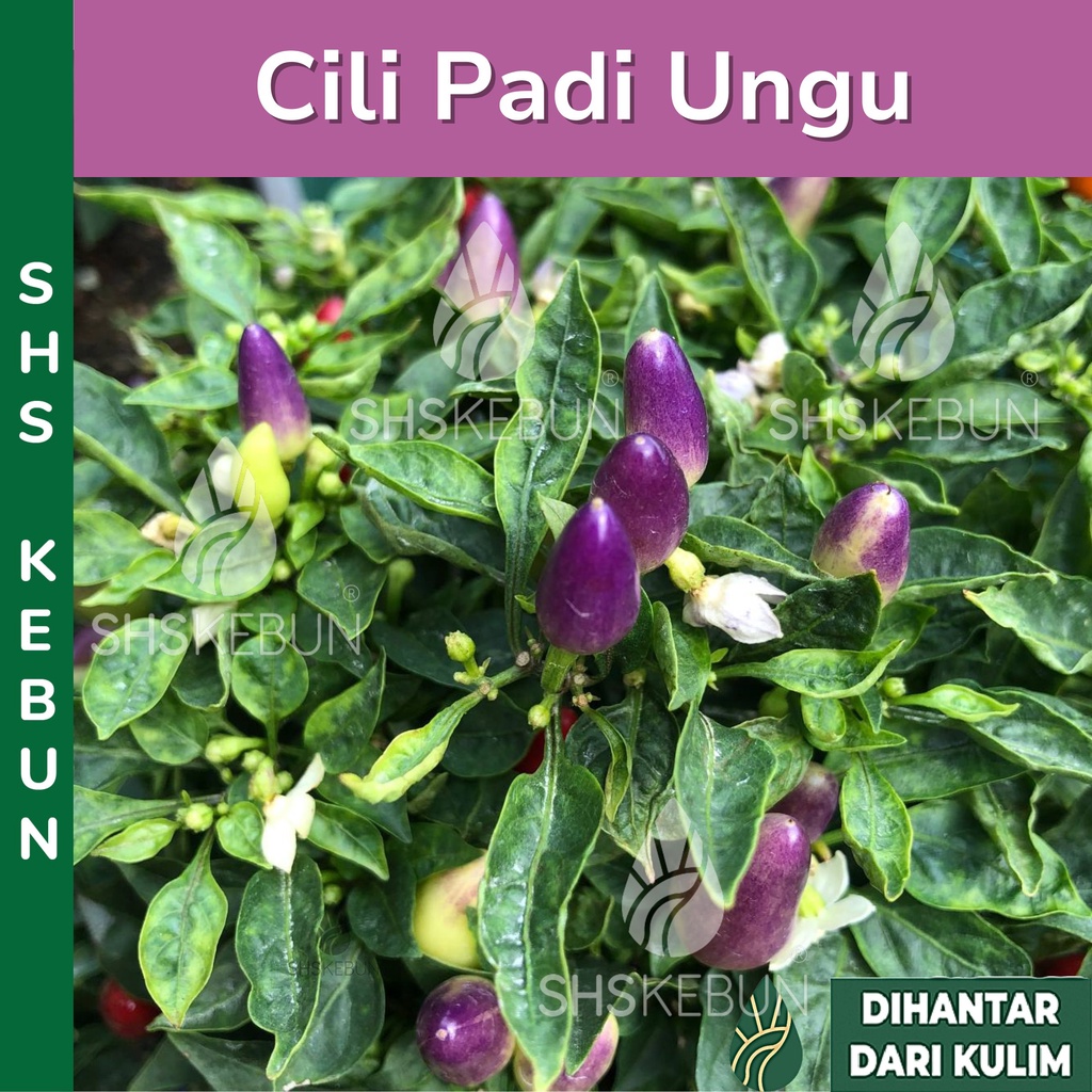 Pokok Cili Padi Cili Api Cabai Burung Cabai Melaka Chili 辣椒树 SHS Kebun ...