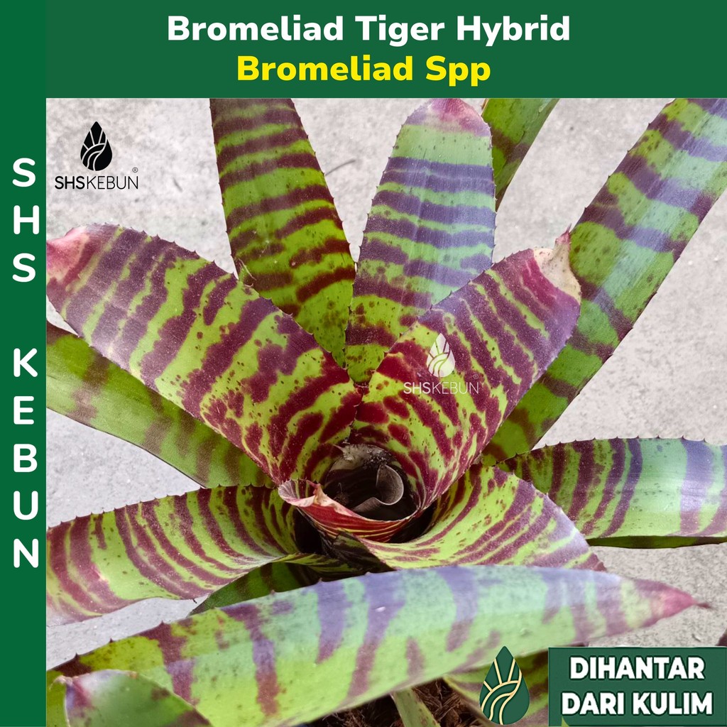 Bromeliad Green Tiger Hybrid Plant Pokok Green Tiger Hybrid Daun Unik ...