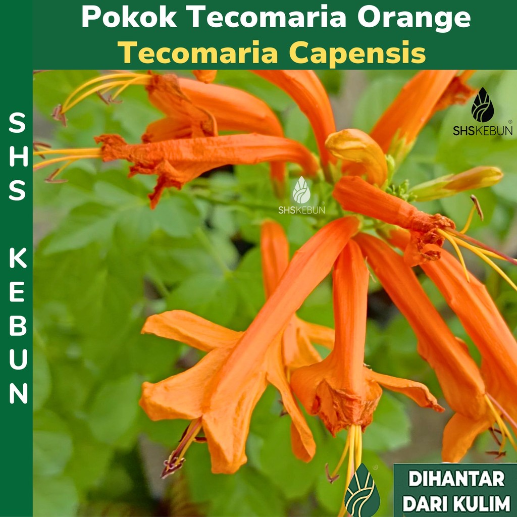 Pokok Bunga Tecomaria Orange Pokok Landskap Cape Honeysuckle Flower ...