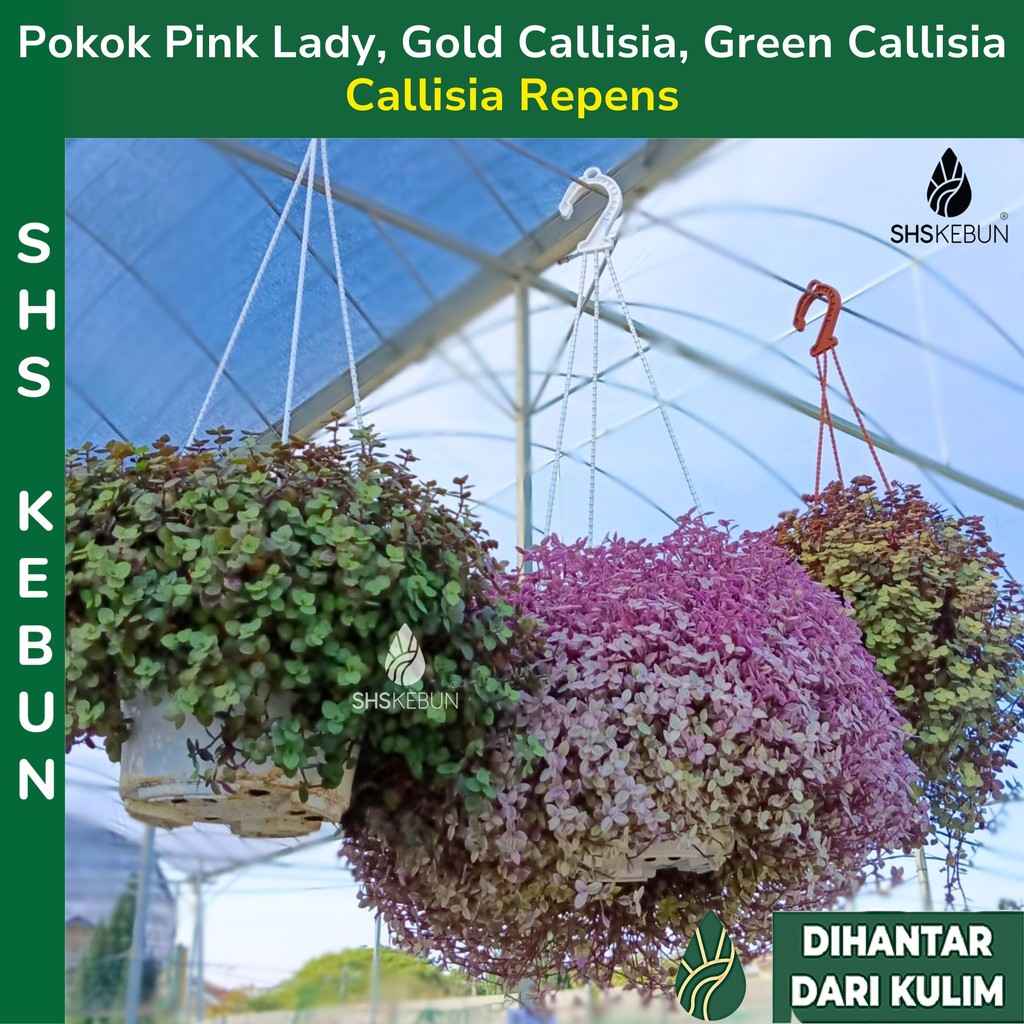 Callisia repens 'Pink Lady' 'Gold' 'Green' Succulent Plant Turtle Vines ...