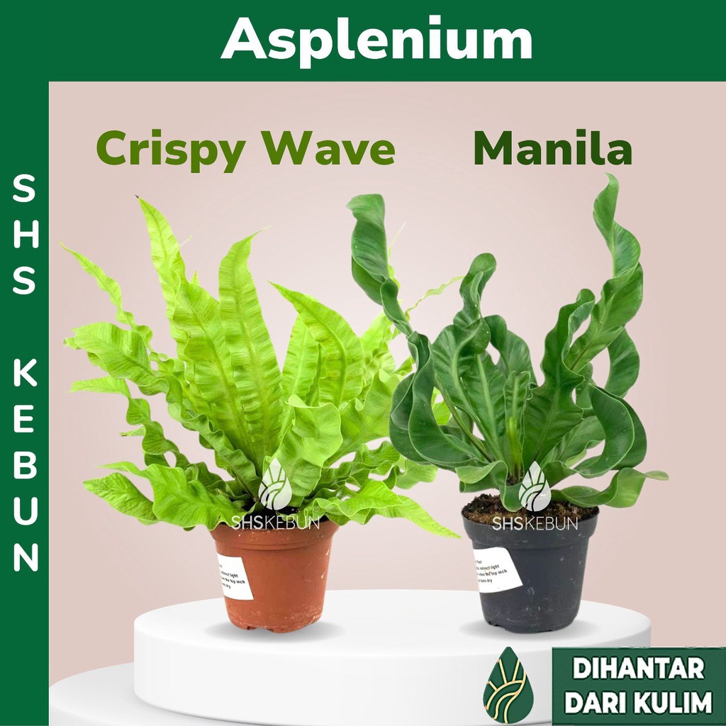 Asplenium Manila Fern Asplenium Nidus Crispy Wave Fern Japanese ...