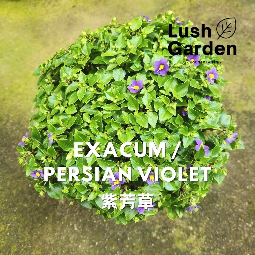 Persian Violets / Exacum Affine Princess Deep Blue 紫芳草 白芳草 150mm Pot ...