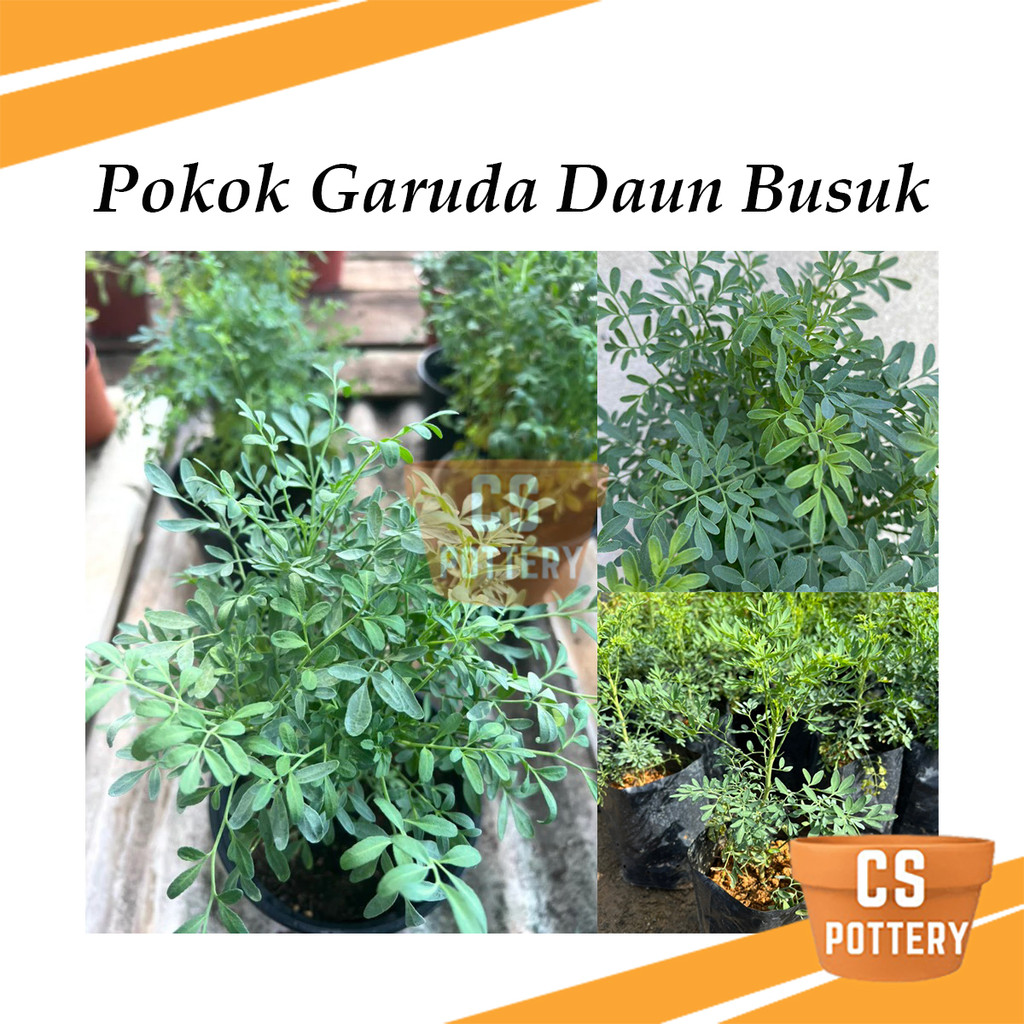 Real Live Plant Ruta Graveolens Pokok Busuk Pokok Hidup Garuda | Shopee ...