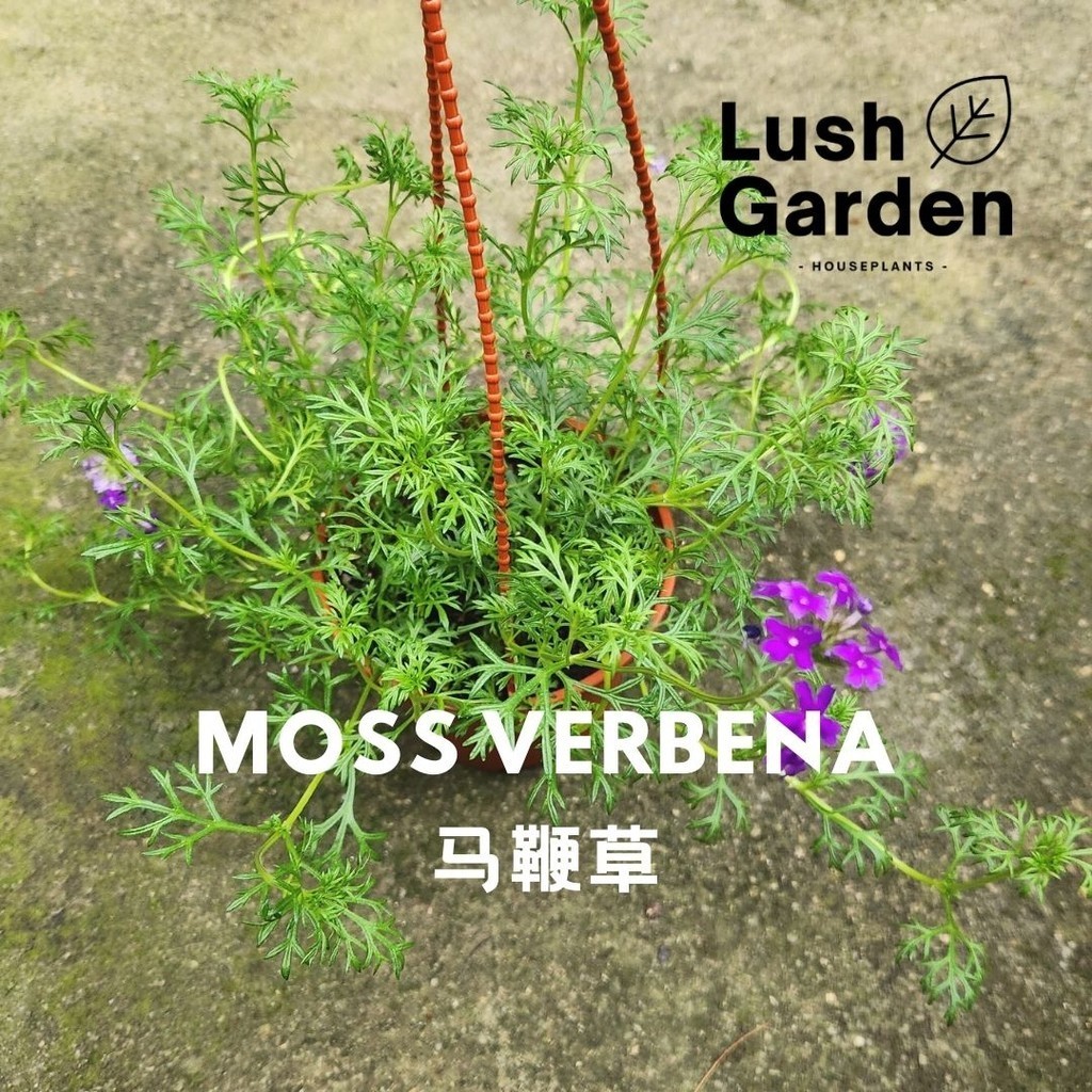 Moss Verbena / Verbena Tenuisecta 马鞭草 150mm Pot Pokok Bunga Hidup ...