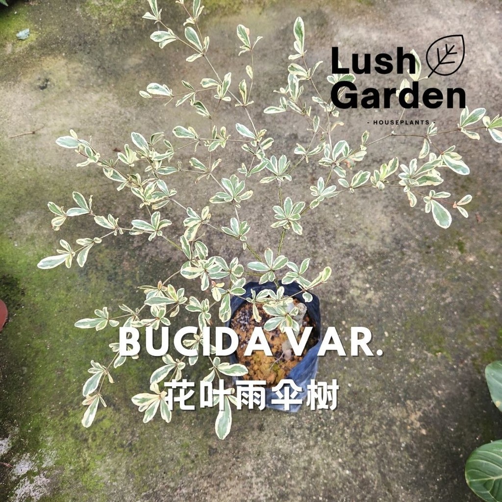 Bucida Variegated / Bucida Batik / Pokok Doa 布西达蜡染 花叶雨伞树 Outdoor Live ...