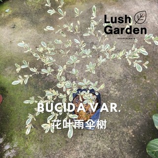 Bucida Variegated / Bucida Batik / Pokok Doa 布西达蜡染 花叶雨伞树 Outdoor Live ...